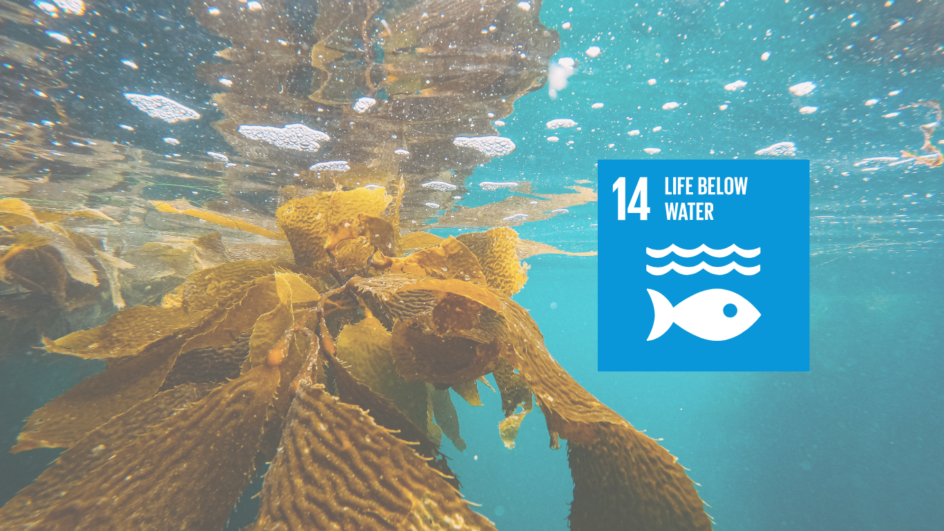 Ocean Science for Sustainable Development | Tunley Environmental